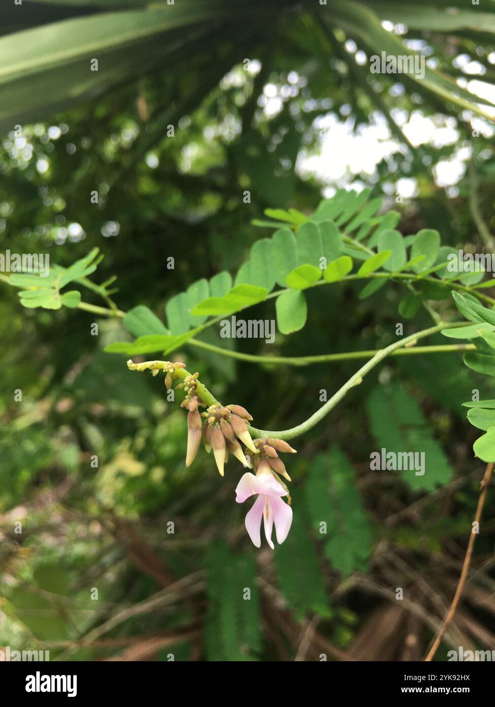 rosary pea (Abrus precatorius Stock Photo - Alamy