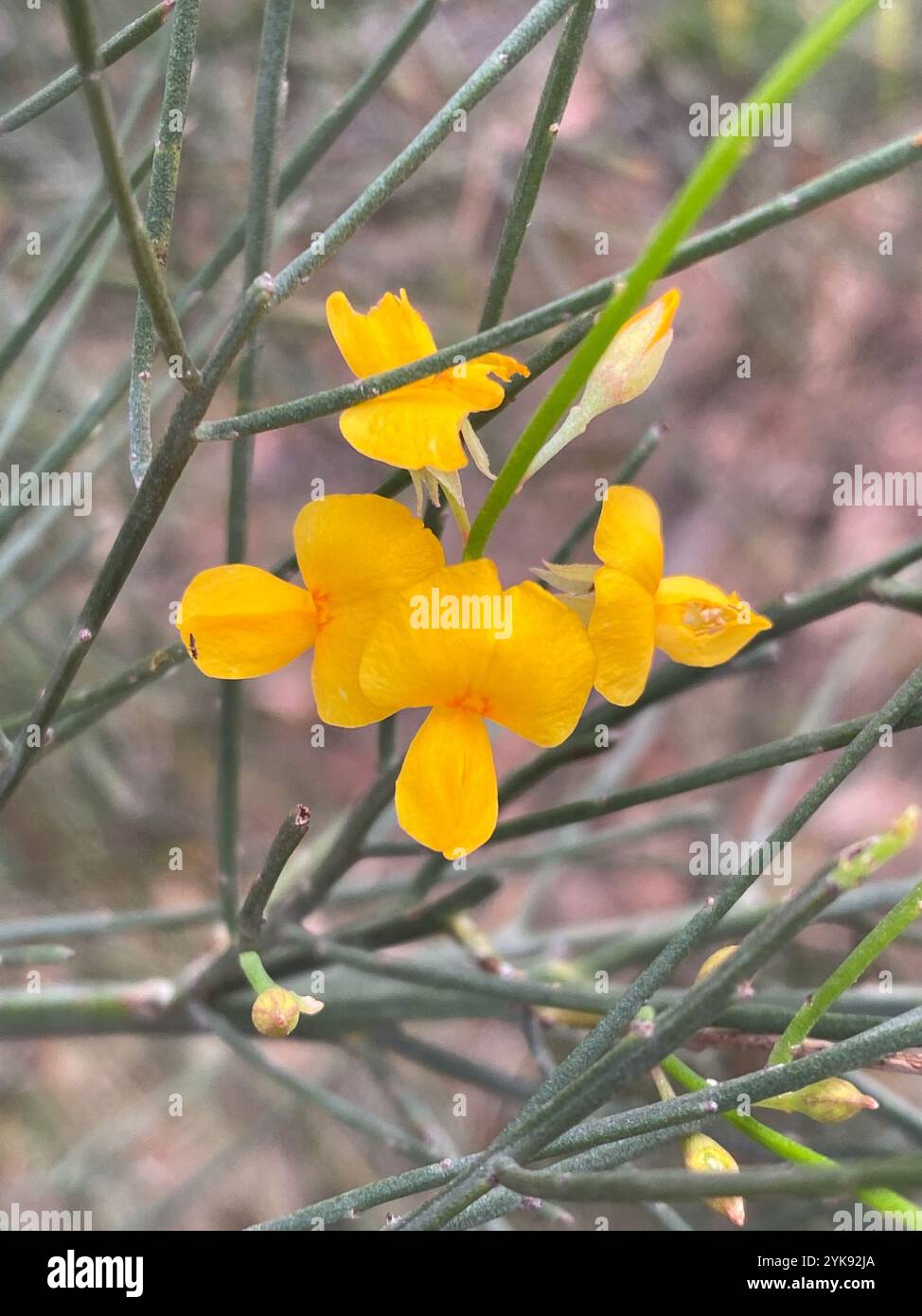 winged broom-pea (Jacksonia scoparia Stock Photo - Alamy