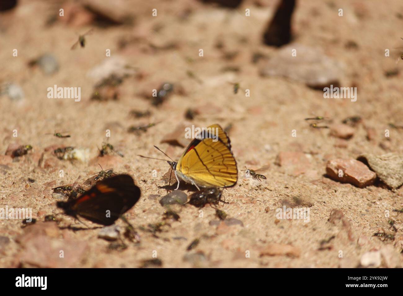 Vague Numberwings (Perisama Stock Photo - Alamy