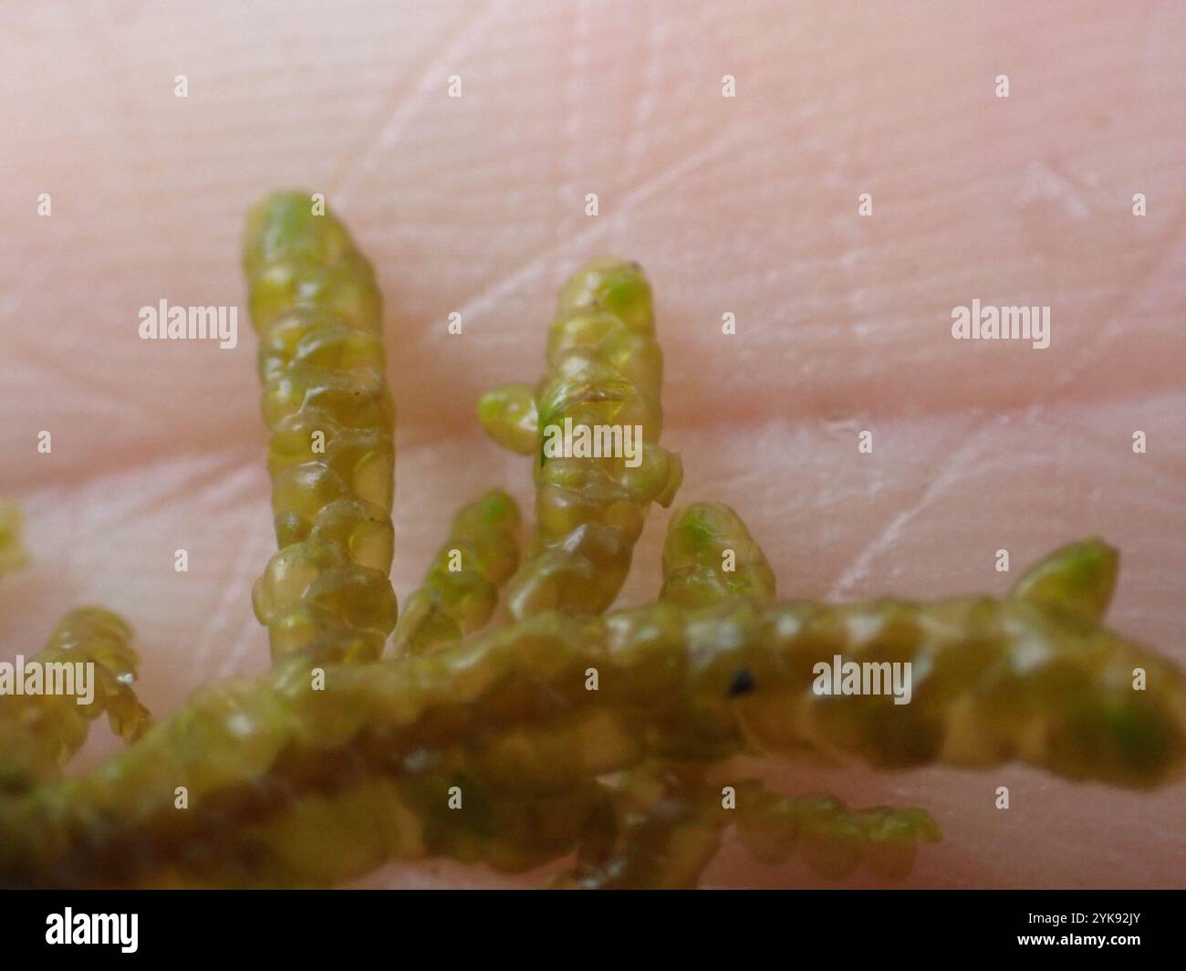 Navicularis hi-res stock photography and images - Alamy