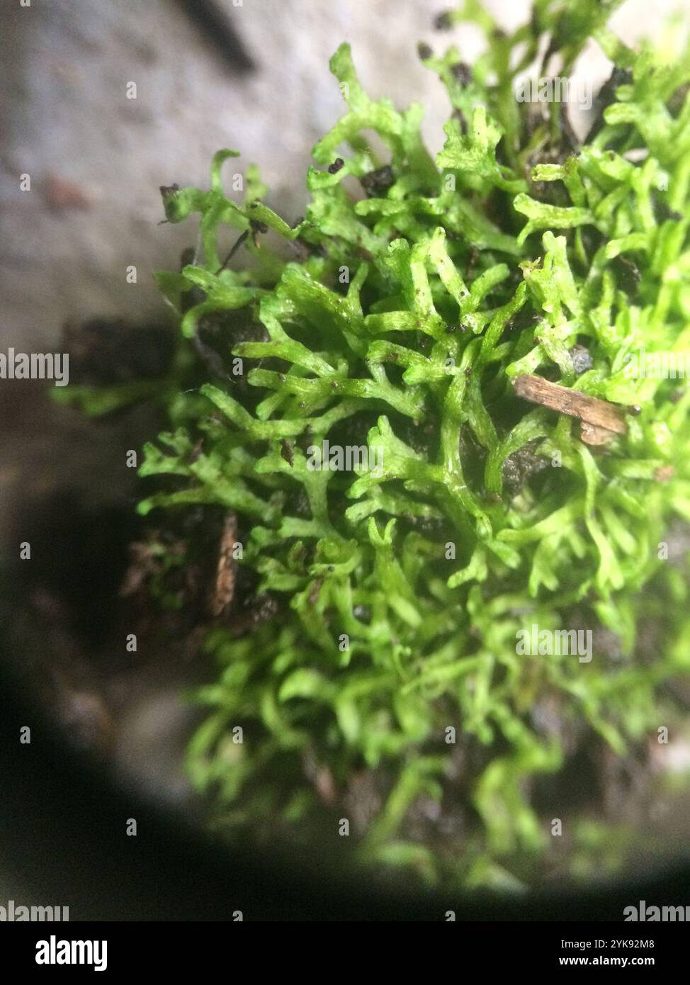 Floating Crystalwort (Riccia fluitans Stock Photo - Alamy