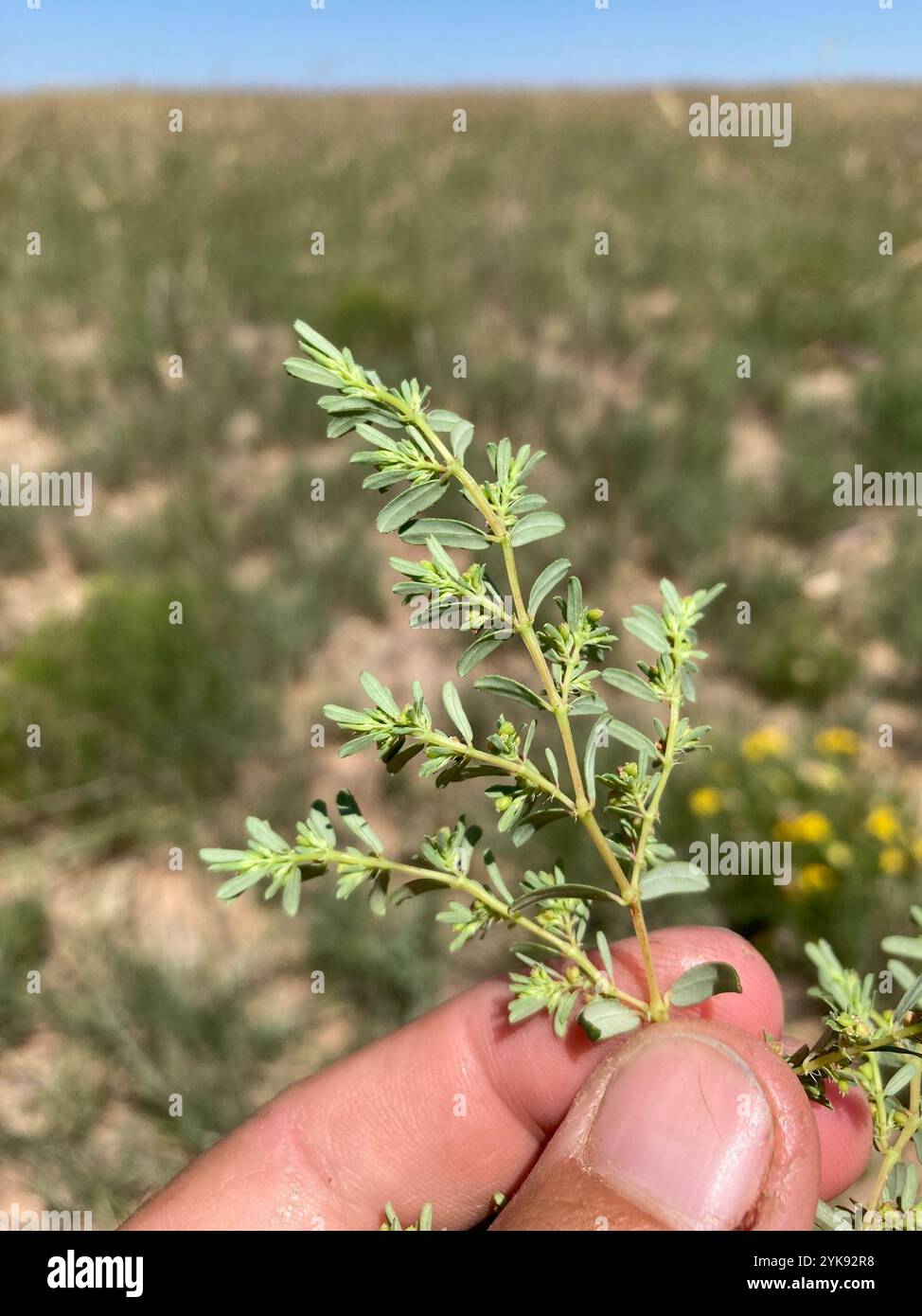 Thymeleaf Sandmat (Euphorbia serpillifolia Stock Photo - Alamy