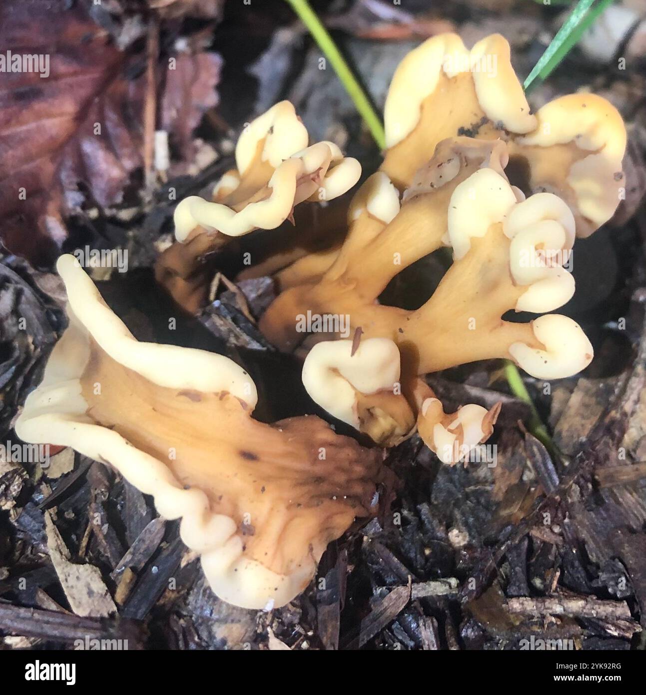 Velvet-foot Fairy Fan (Spathulariopsis velutipes Stock Photo - Alamy