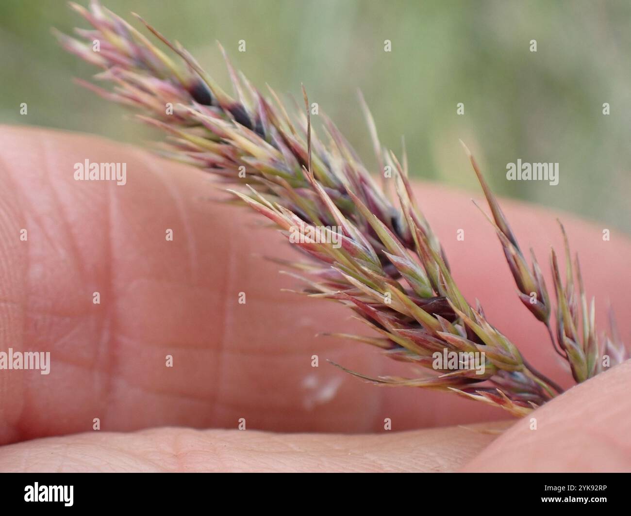 Bulbous Bluegrass (Poa bulbosa Stock Photo - Alamy