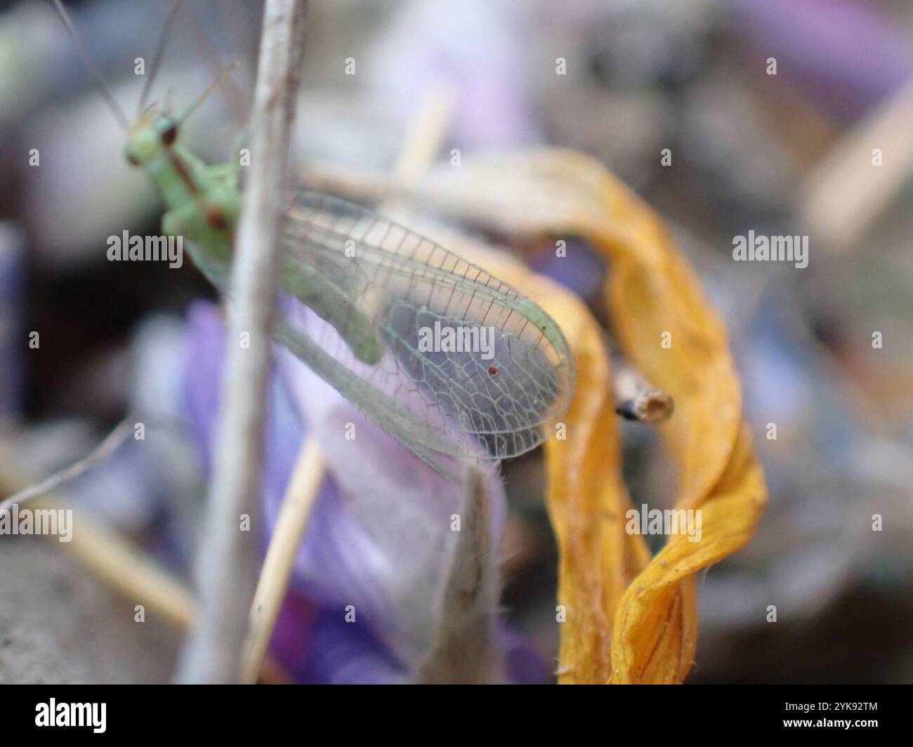 Coloradensis hi-res stock photography and images - Alamy