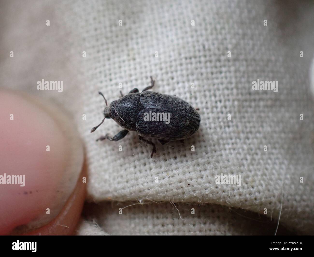 Lesser Knapweed Flower Weevil (Larinus minutus Stock Photo - Alamy
