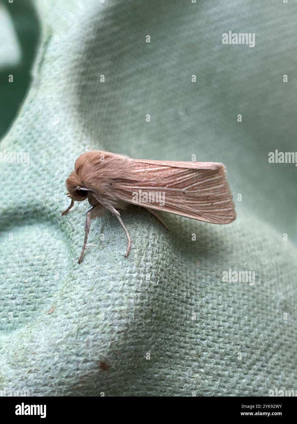 Common Wainscot (Mythimna pallens Stock Photo - Alamy