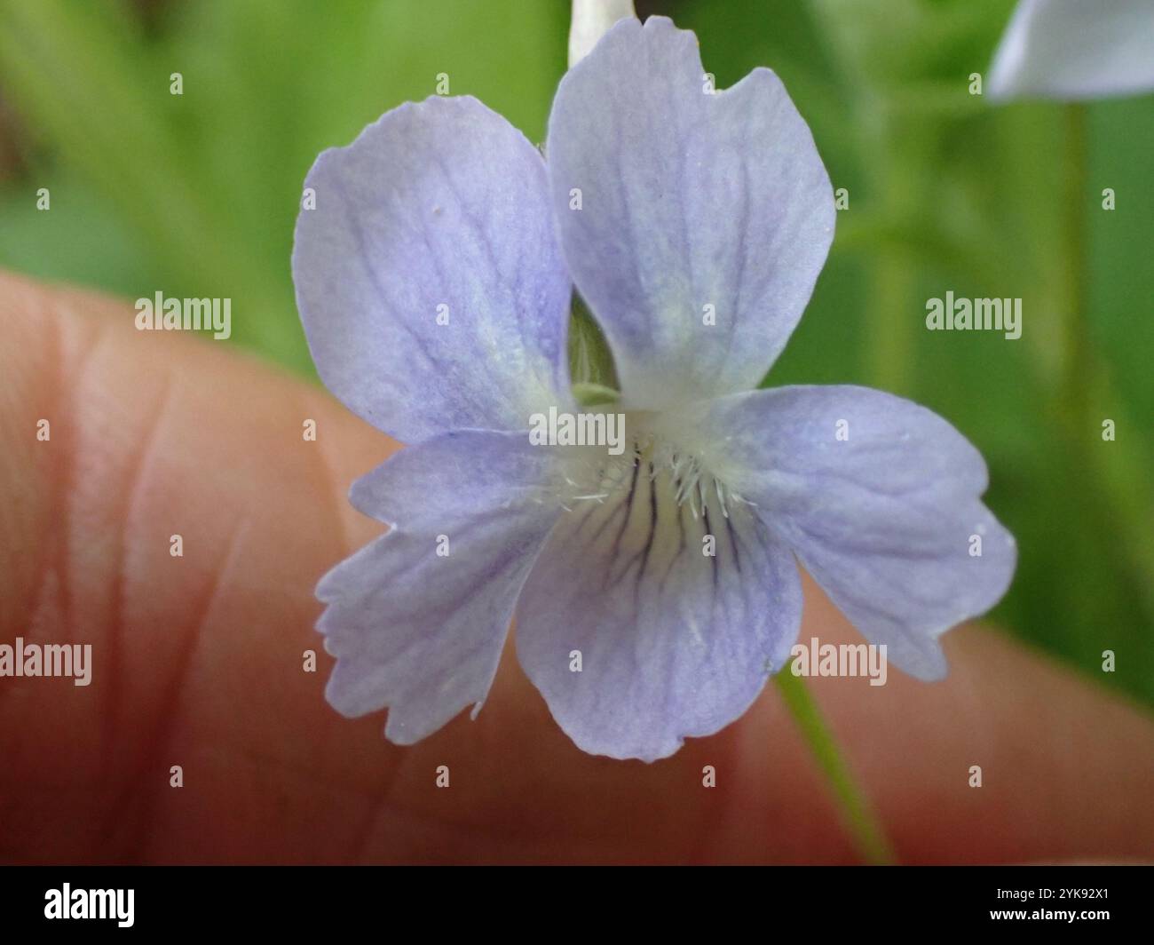 hookedspur violet (Viola adunca Stock Photo - Alamy