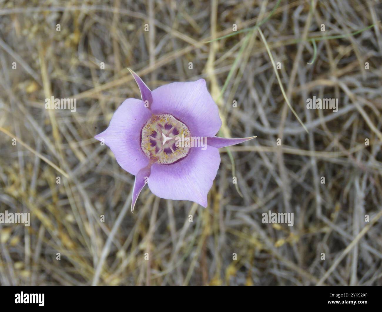 Sagebrush Mariposa Lily (Calochortus macrocarpus Stock Photo - Alamy