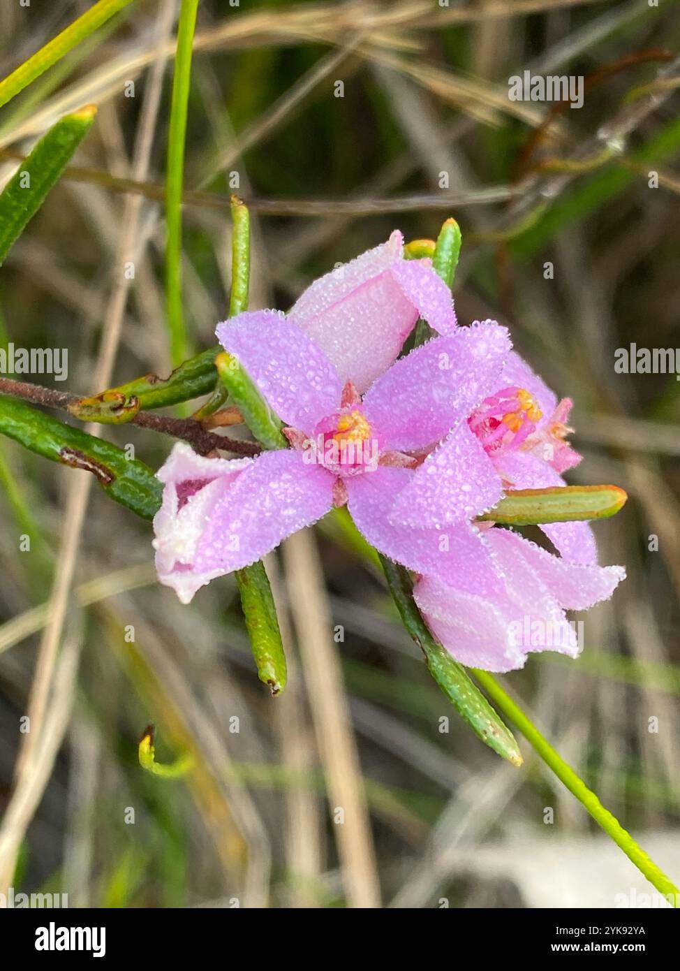 Pink Boronia (Boronia rosmarinifolia Stock Photo - Alamy