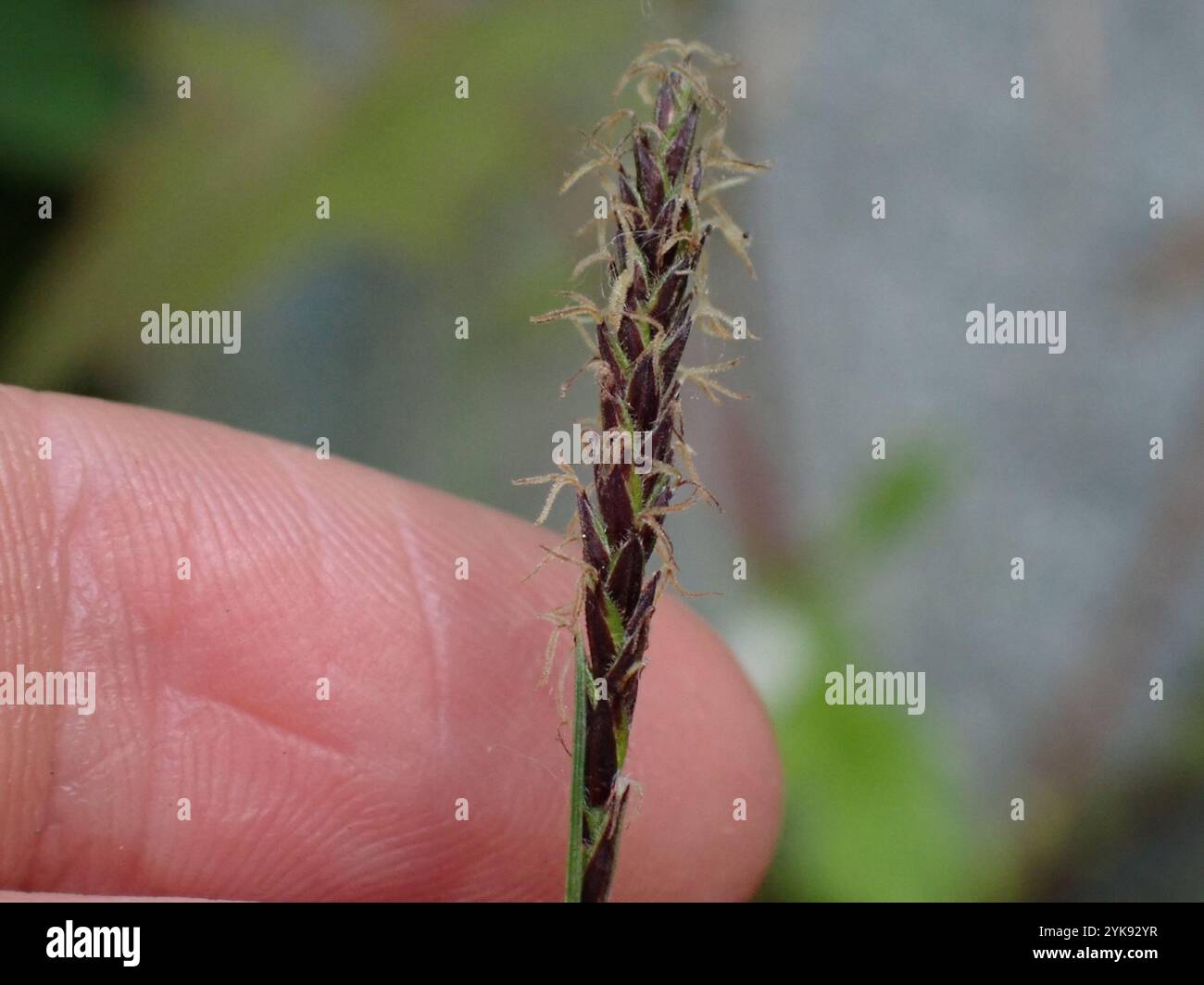 Bulrush Sedge (Carex scirpoidea Stock Photo - Alamy