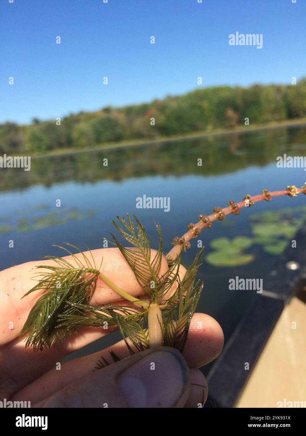 Eurasian water-milfoil (Myriophyllum spicatum Stock Photo - Alamy
