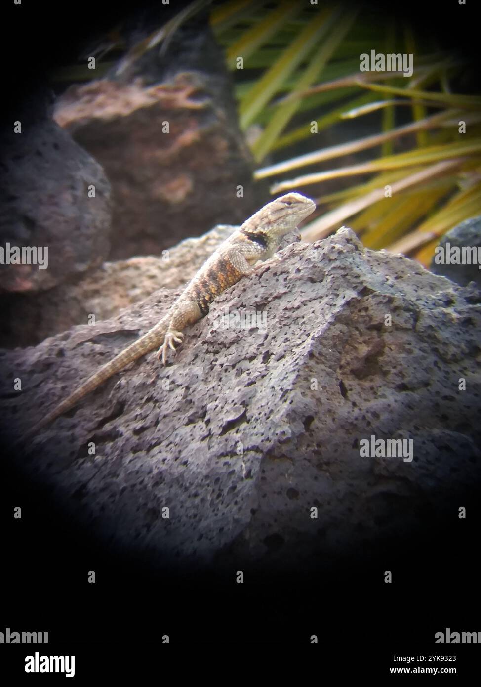 Yellow-backed Spiny Lizard (Sceloporus uniformis Stock Photo - Alamy