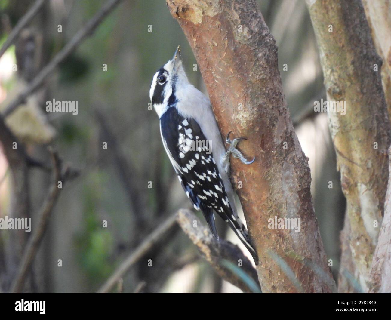 Downy Woodpecker (Dryobates pubescens Stock Photo - Alamy