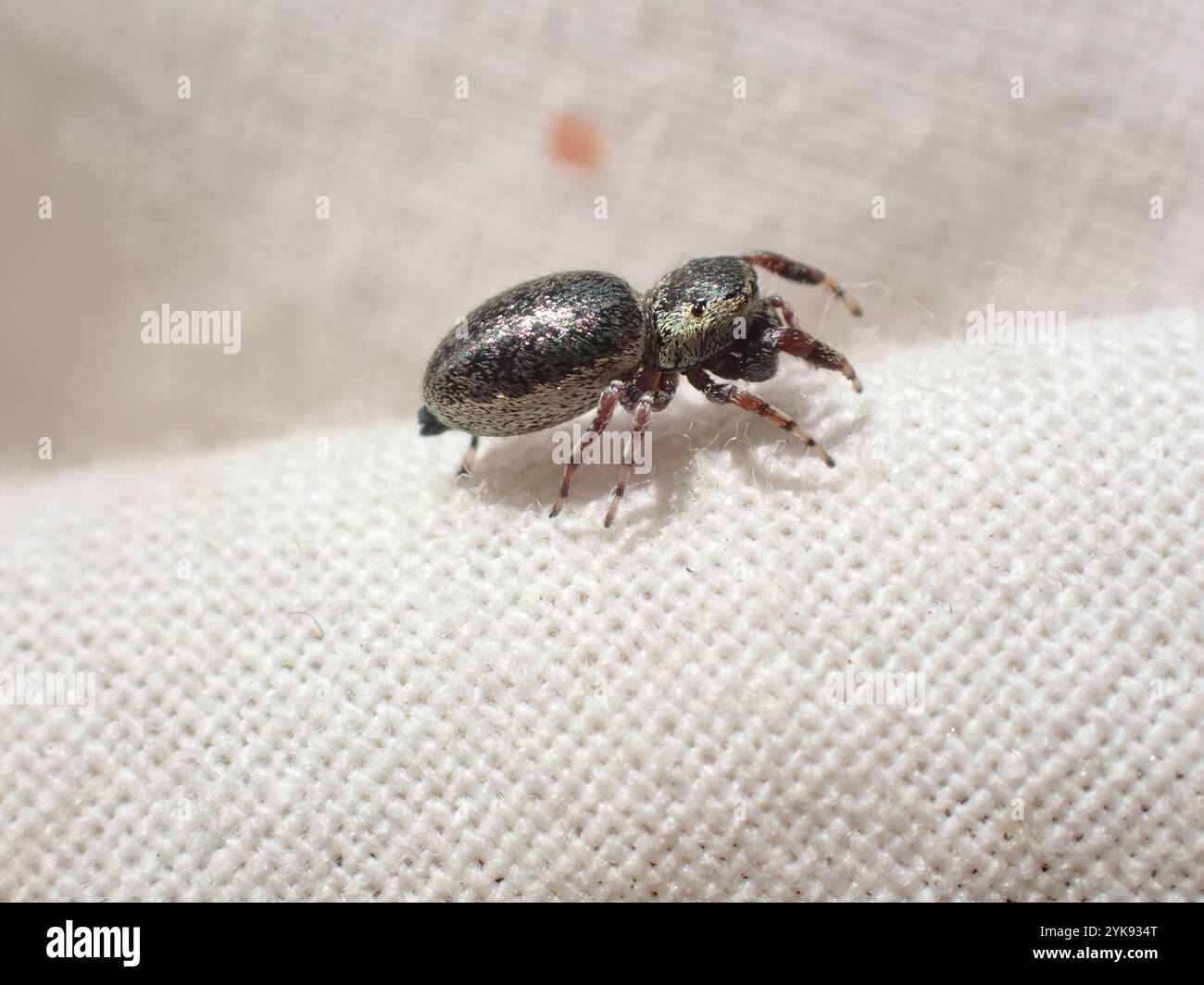 Leaf-beetle Jumping Spiders (Sassacus Stock Photo - Alamy