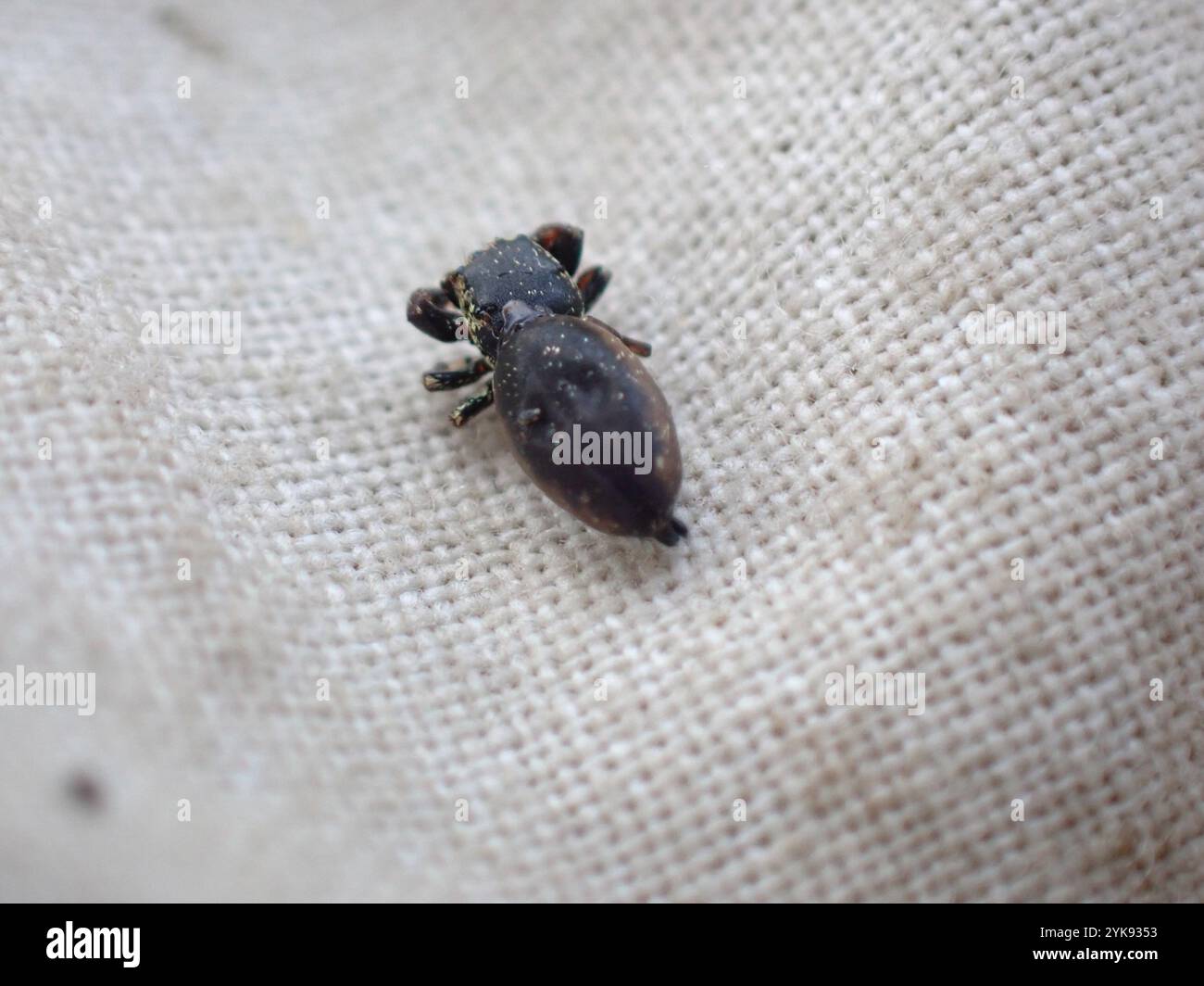 Leaf-beetle Jumping Spiders (Sassacus Stock Photo - Alamy