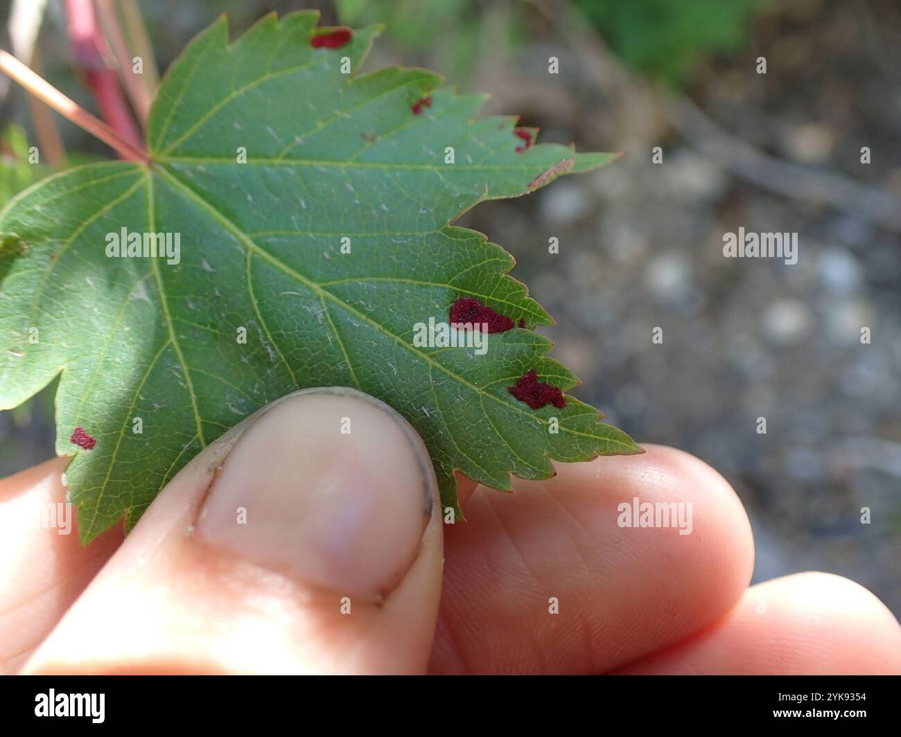 Rocky Mountain Maple Felt Mite (Aceria calaceris Stock Photo - Alamy