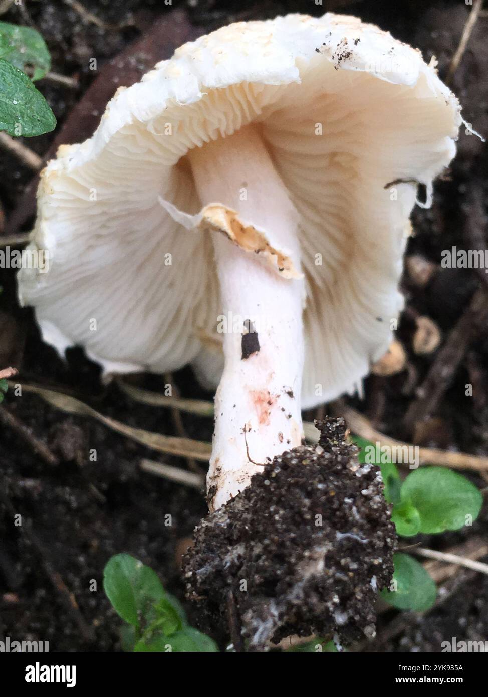 Stinking Dapperling (Lepiota cristata Stock Photo - Alamy