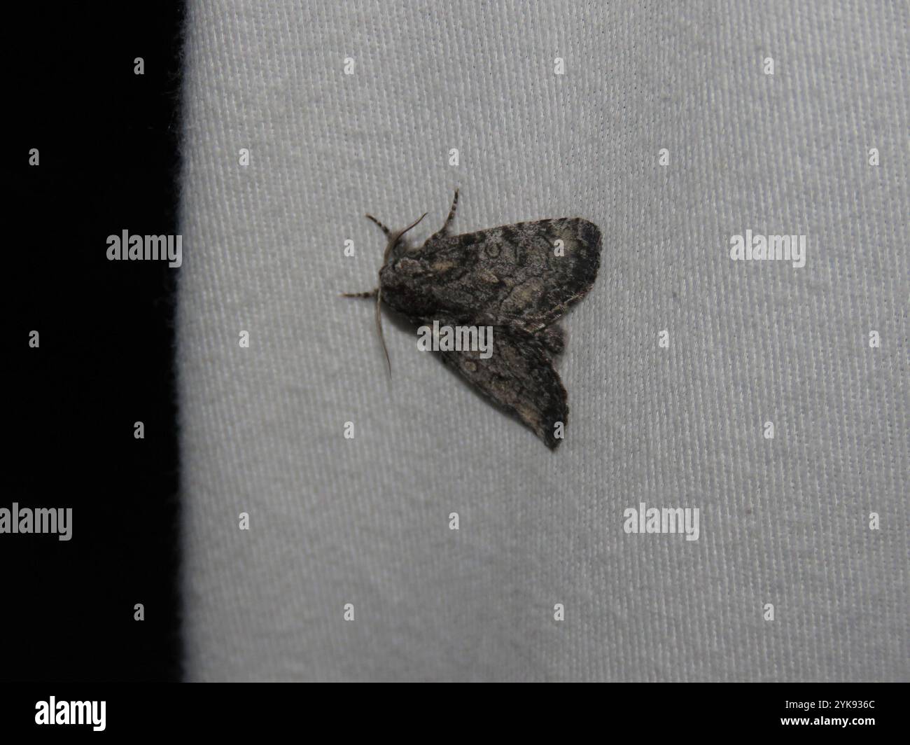 Brother Moth (Raphia frater Stock Photo - Alamy