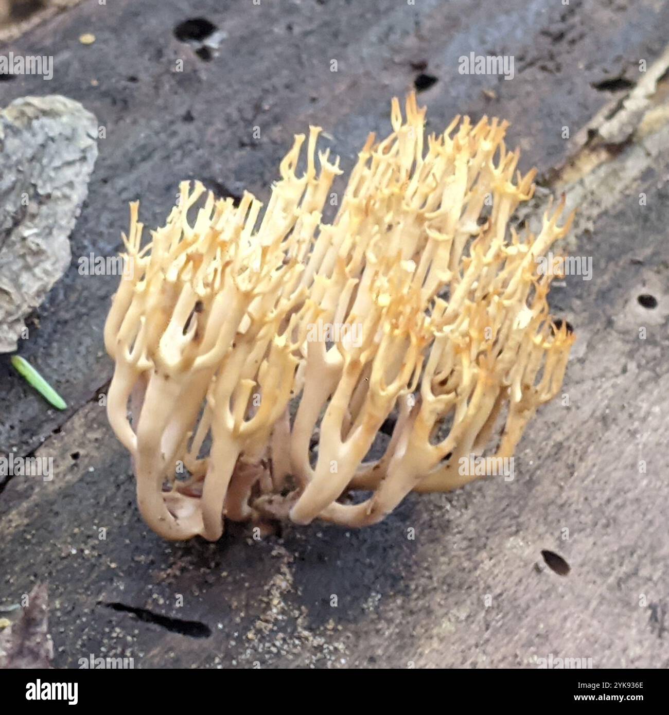 crown-tipped coral fungus (Artomyces pyxidatus Stock Photo - Alamy