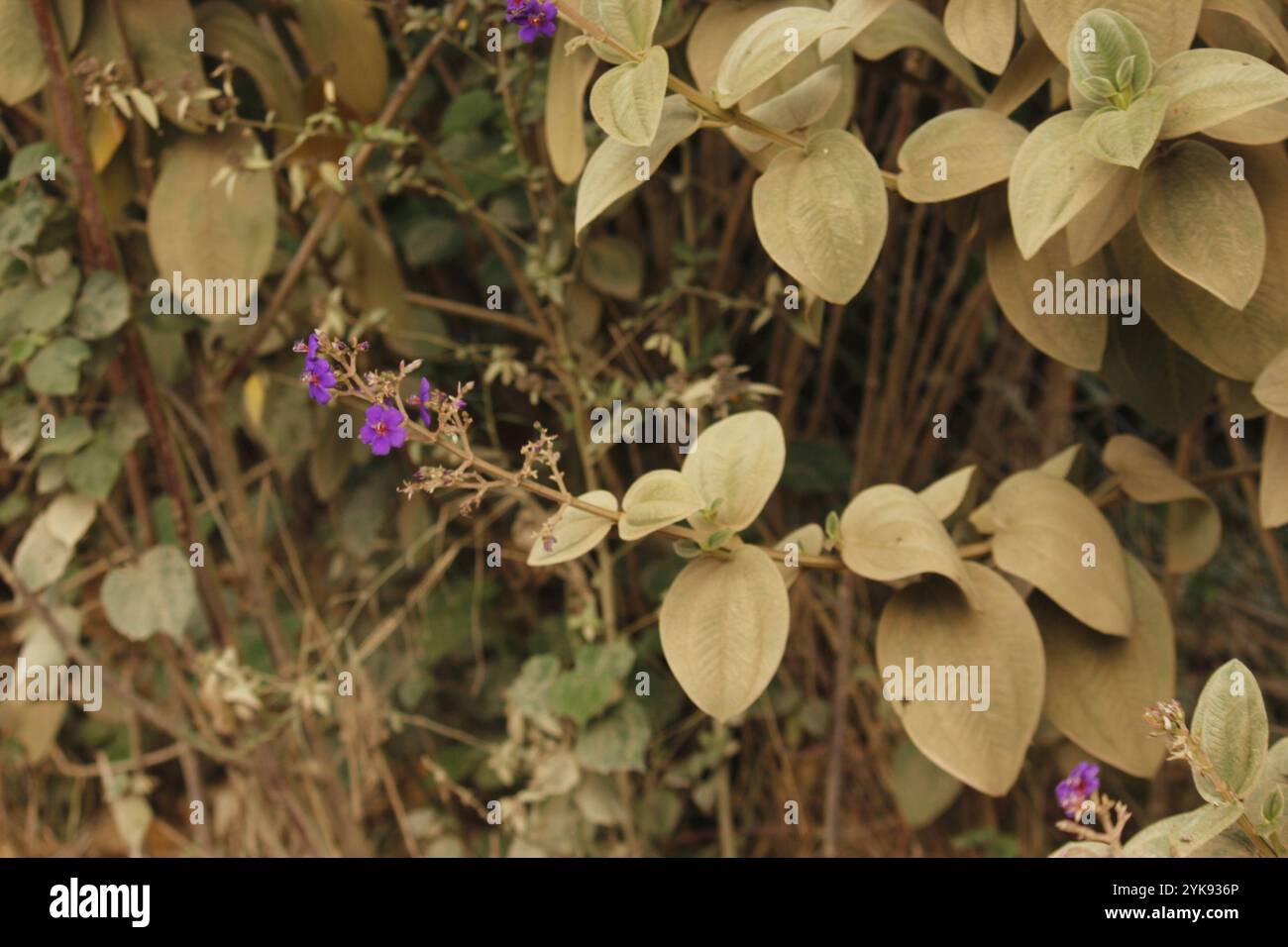 Pleroma heteromallum hi-res stock photography and images - Alamy