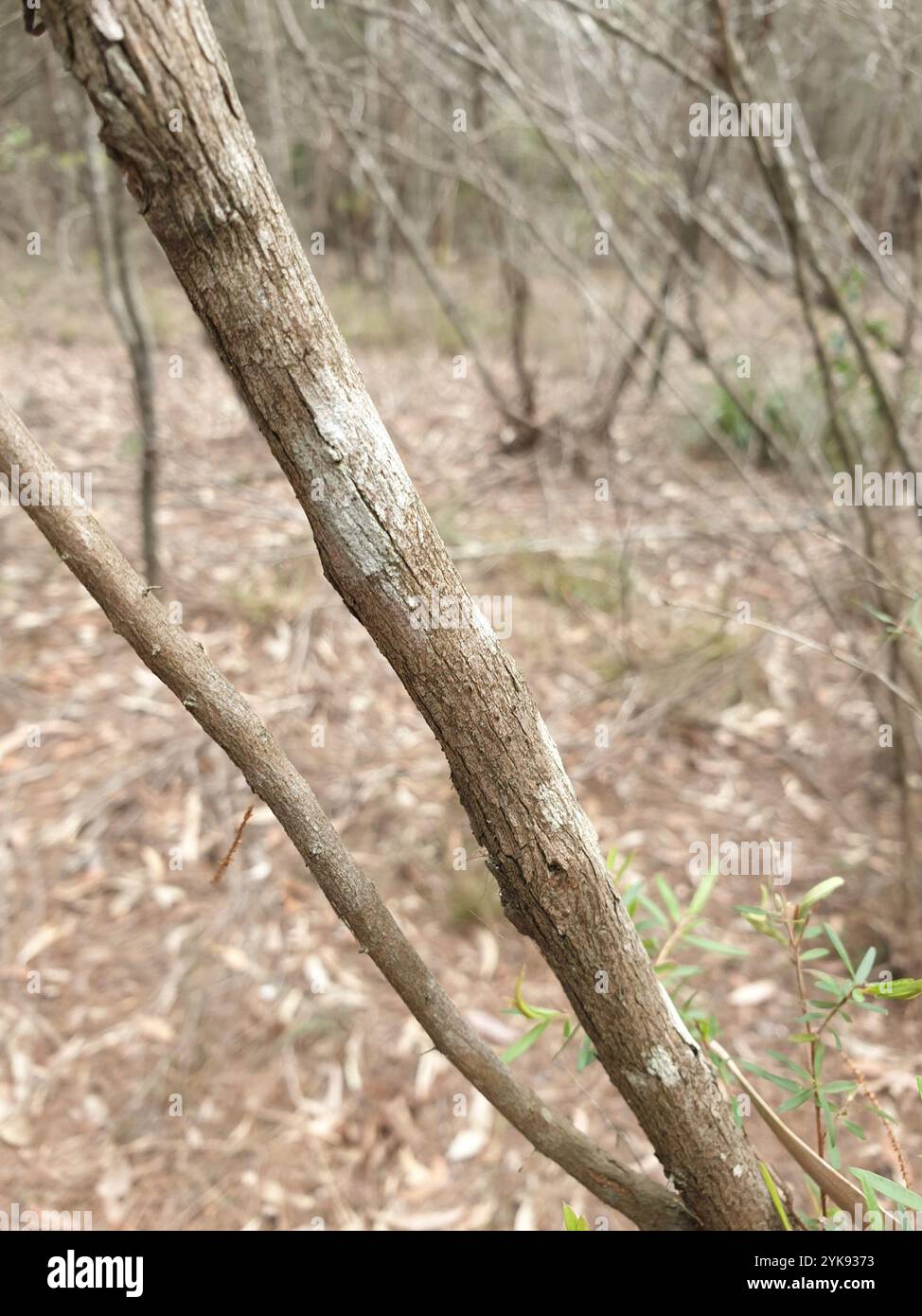 Tantoon (Leptospermum polygalifolium Stock Photo - Alamy