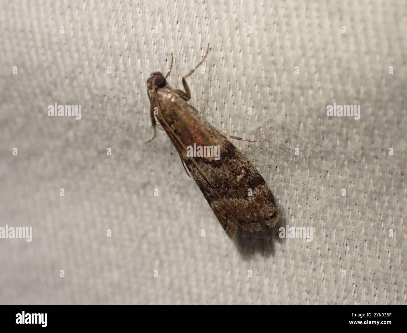 American Plum Borer Moth (Euzophera semifuneralis Stock Photo - Alamy