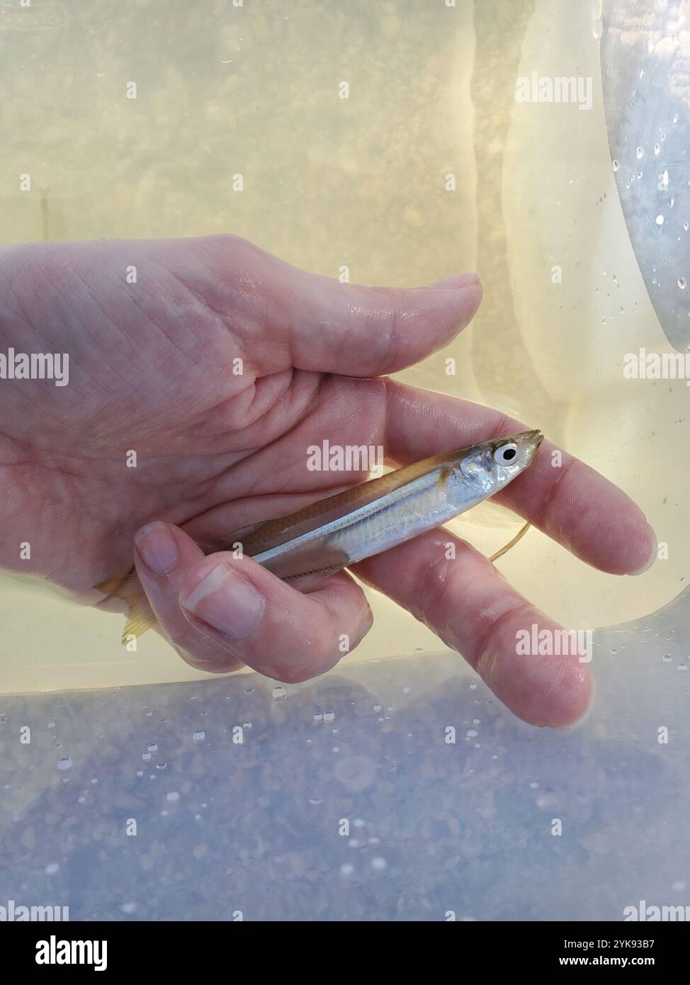 Atlantic silverside hi-res stock photography and images - Alamy