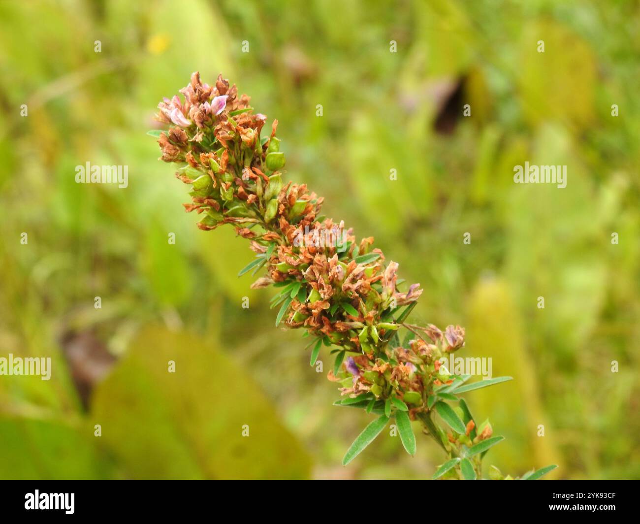 slender bush clover (Lespedeza virginica Stock Photo - Alamy