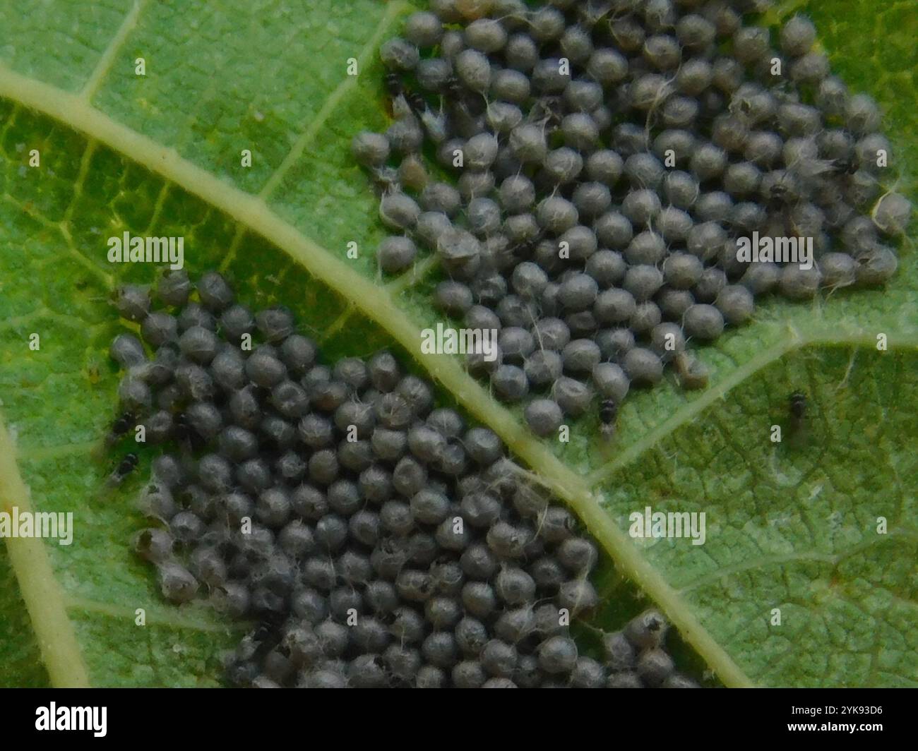 Ants, Bees, Wasps, and Sawflies (Hymenoptera Stock Photo - Alamy