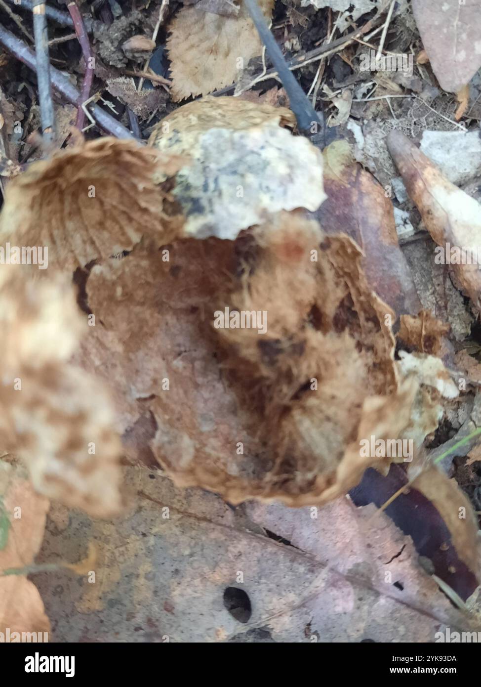 Spongy Oak Apple Gall Wasp (Amphibolips confluenta Stock Photo - Alamy