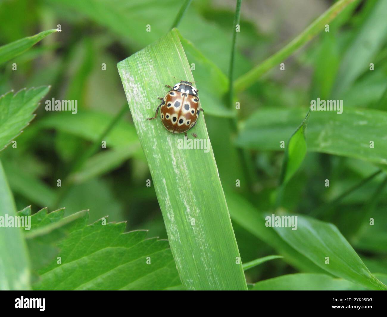 Eye-spotted Lady Beetle (Anatis mali Stock Photo - Alamy