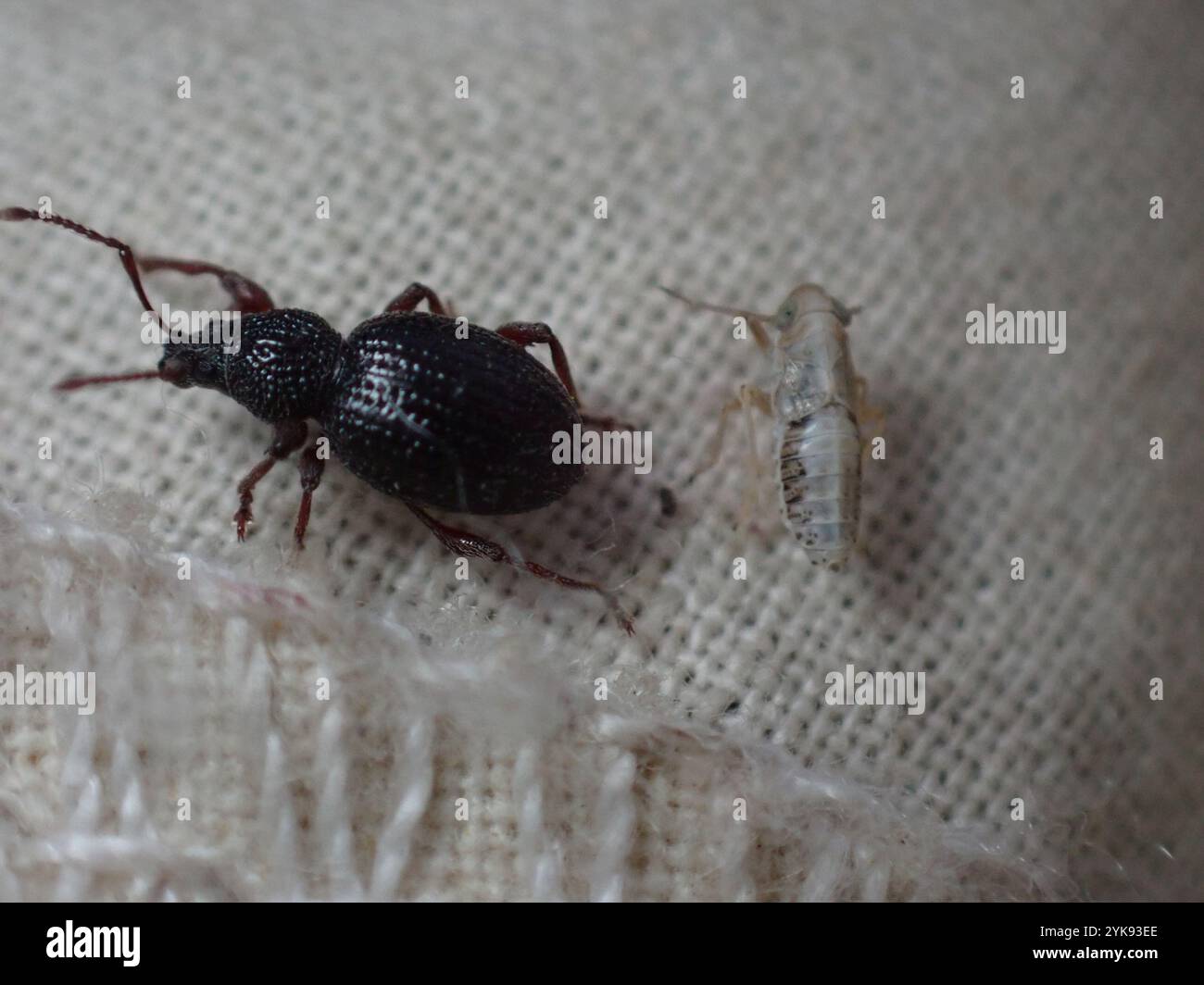 Strawberry Root Weevil (Otiorhynchus ovatus Stock Photo - Alamy