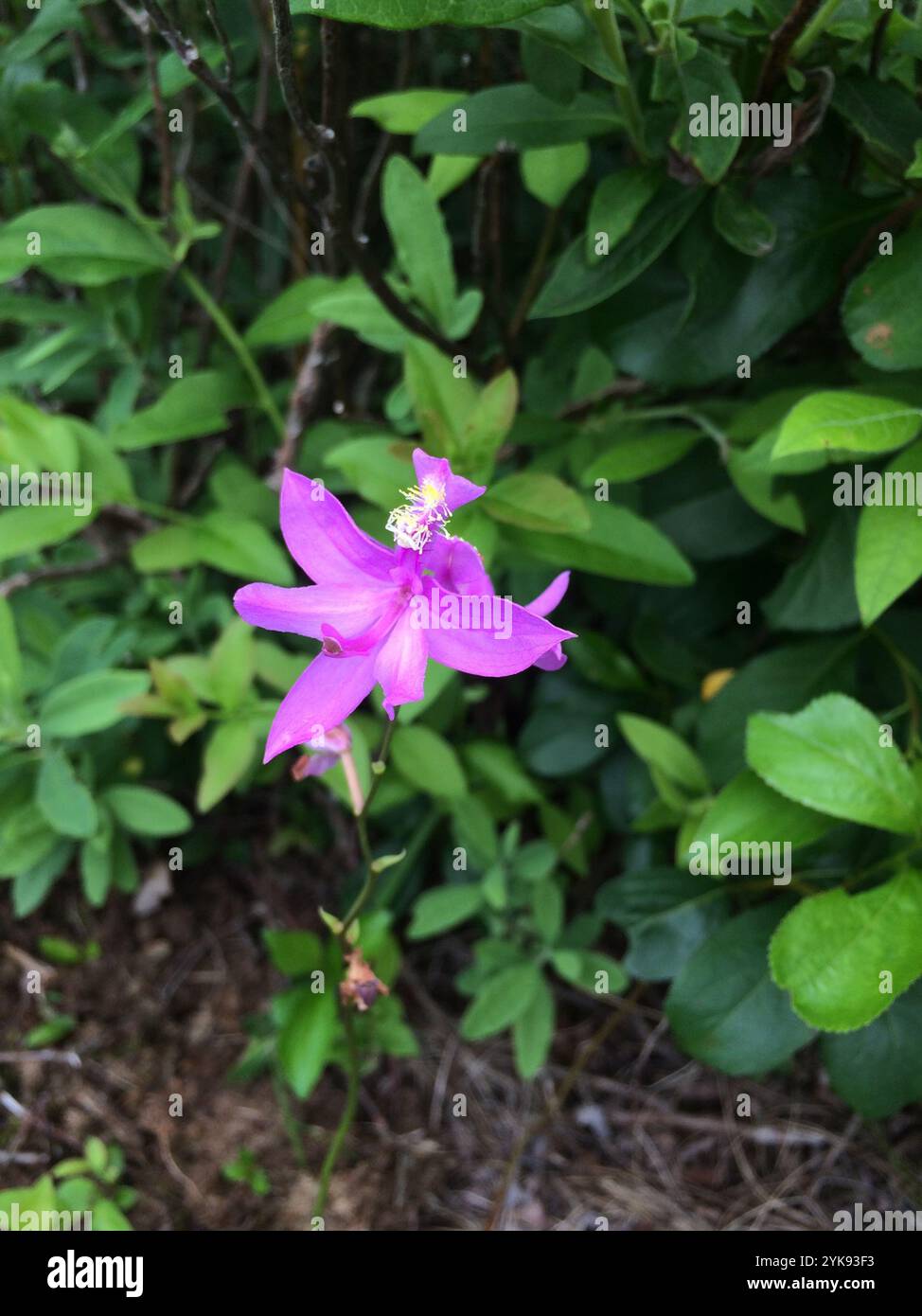 common tuberous grasspink (Calopogon tuberosus tuberosus Stock Photo ...