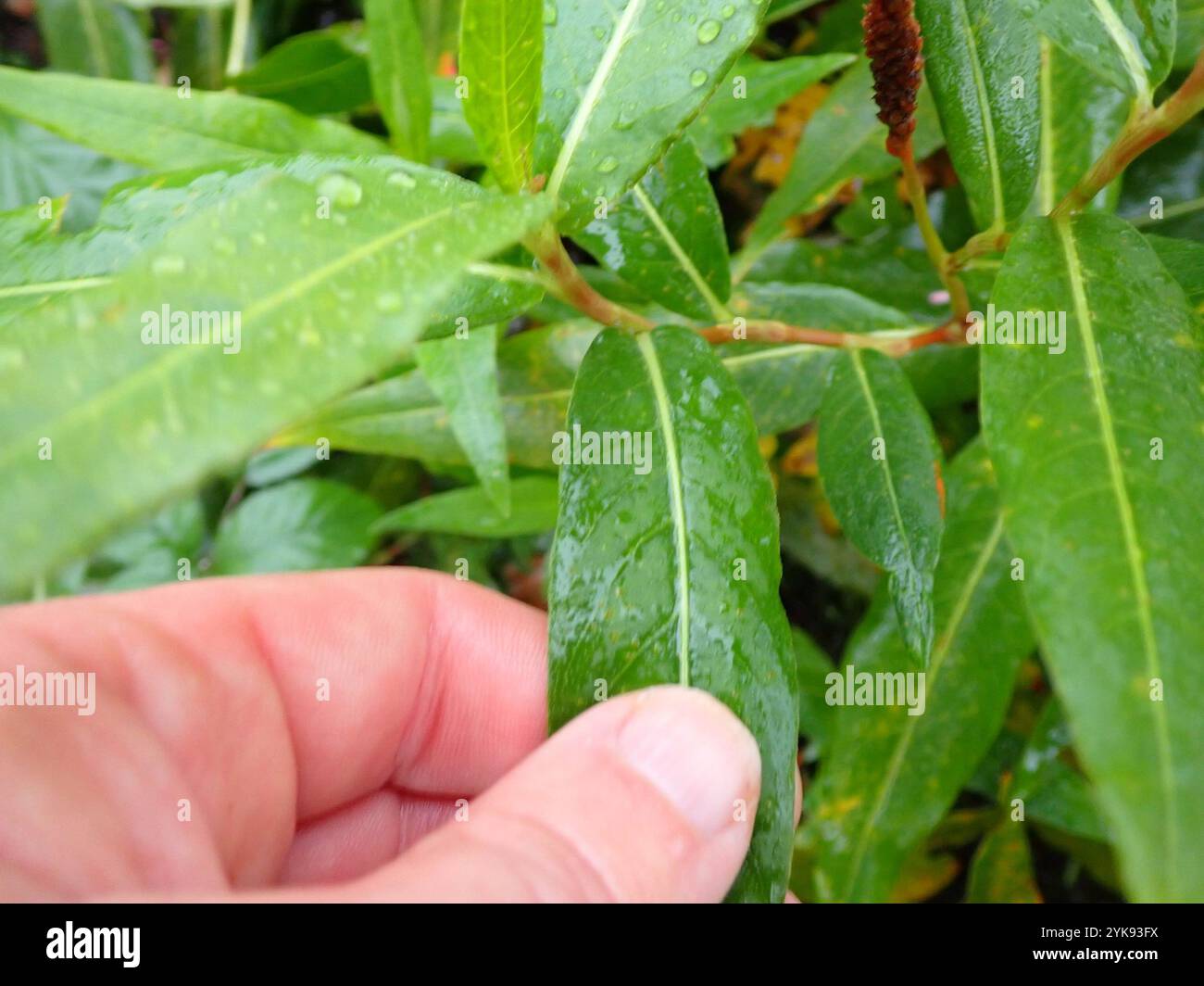 water smartweed (Persicaria amphibia Stock Photo - Alamy