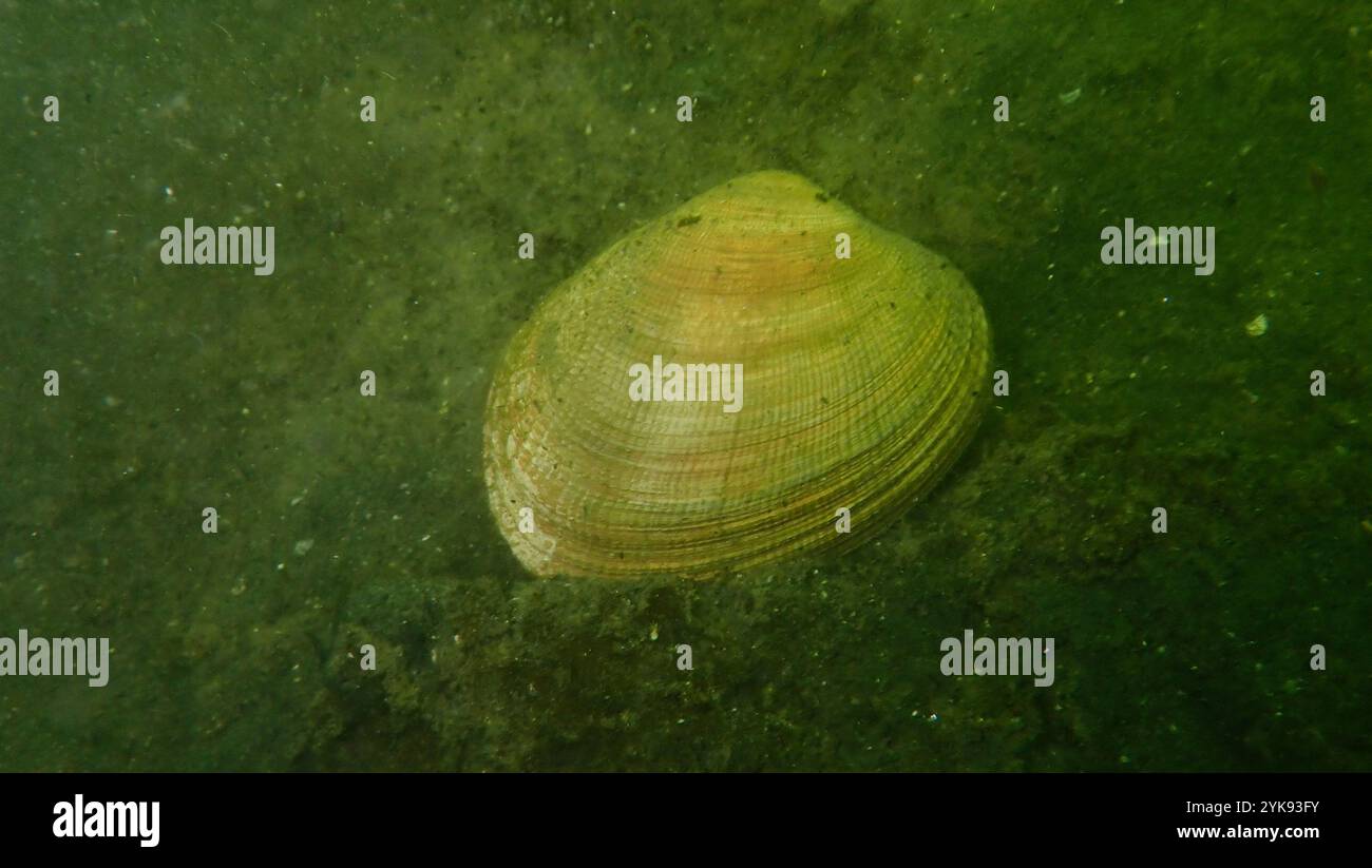 Japanese Littleneck (Ruditapes philippinarum Stock Photo - Alamy