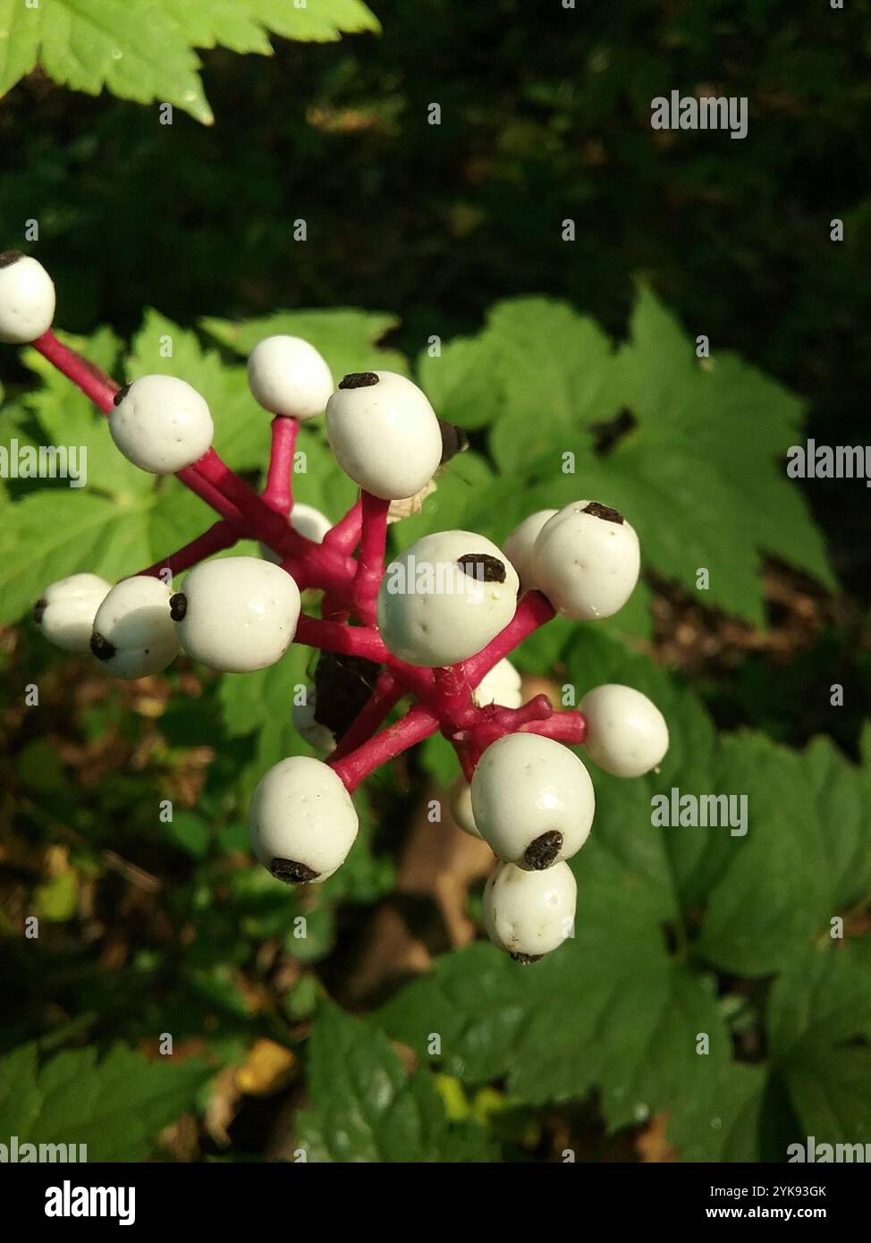white baneberry (Actaea pachypoda Stock Photo - Alamy