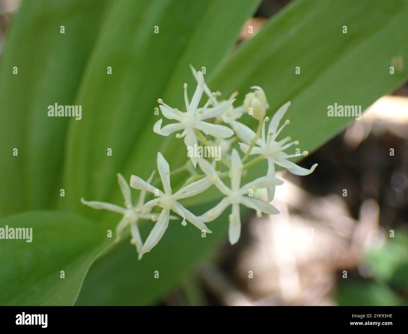 star-flowered lily-of-the-valley (Maianthemum stellatum Stock Photo - Alamy