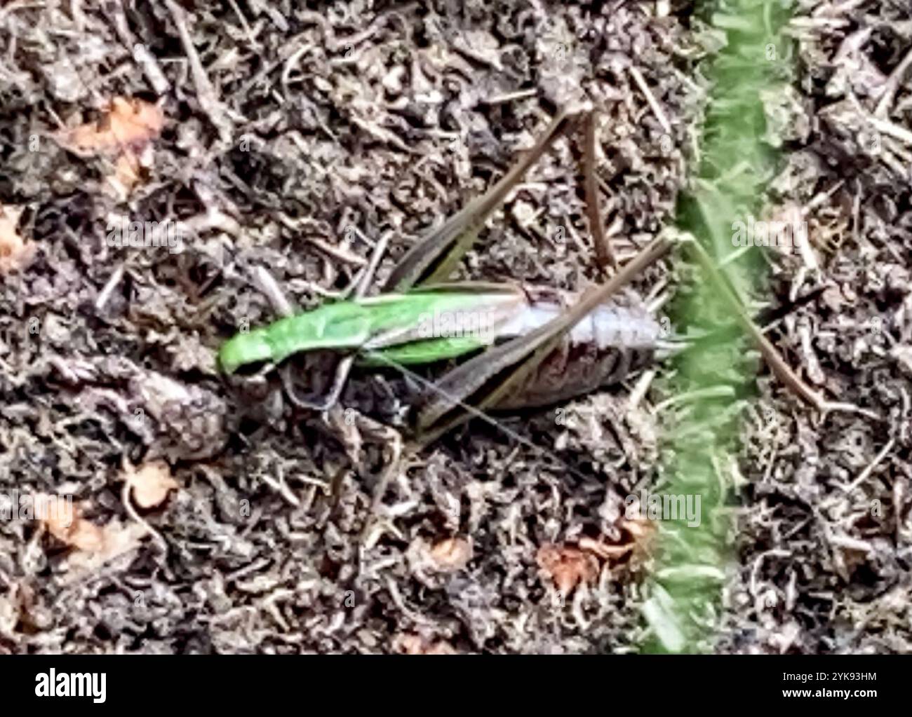 Bog Bush-cricket (Metrioptera brachyptera Stock Photo - Alamy