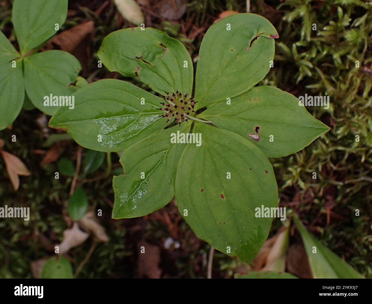 dwarf dogwoods (Arctocrania Stock Photo - Alamy