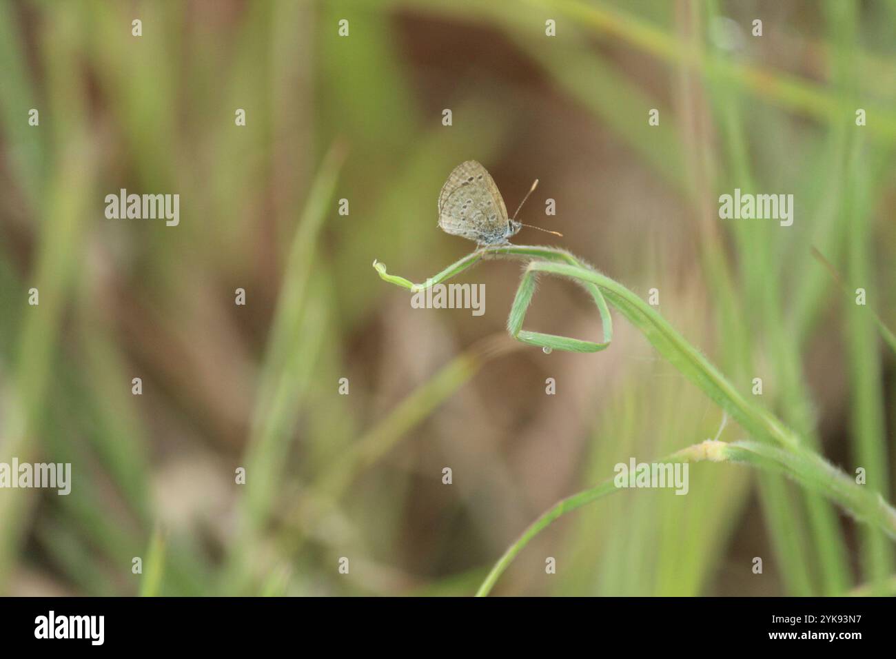 Lesser Grass Blue (Zizina otis Stock Photo - Alamy