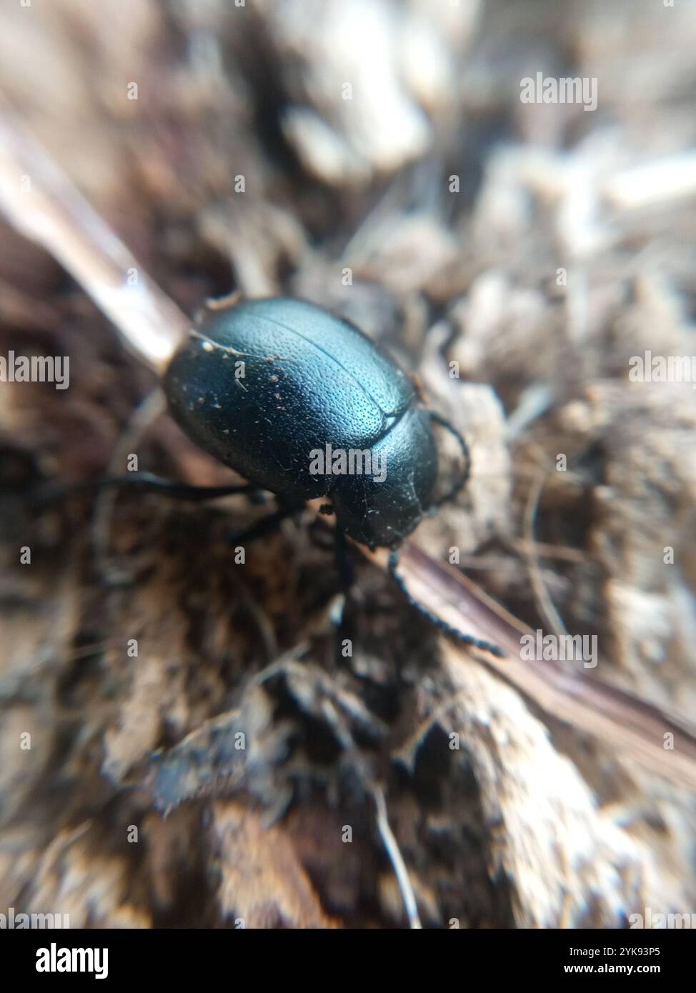 Plantain leaf beetle hi-res stock photography and images - Alamy