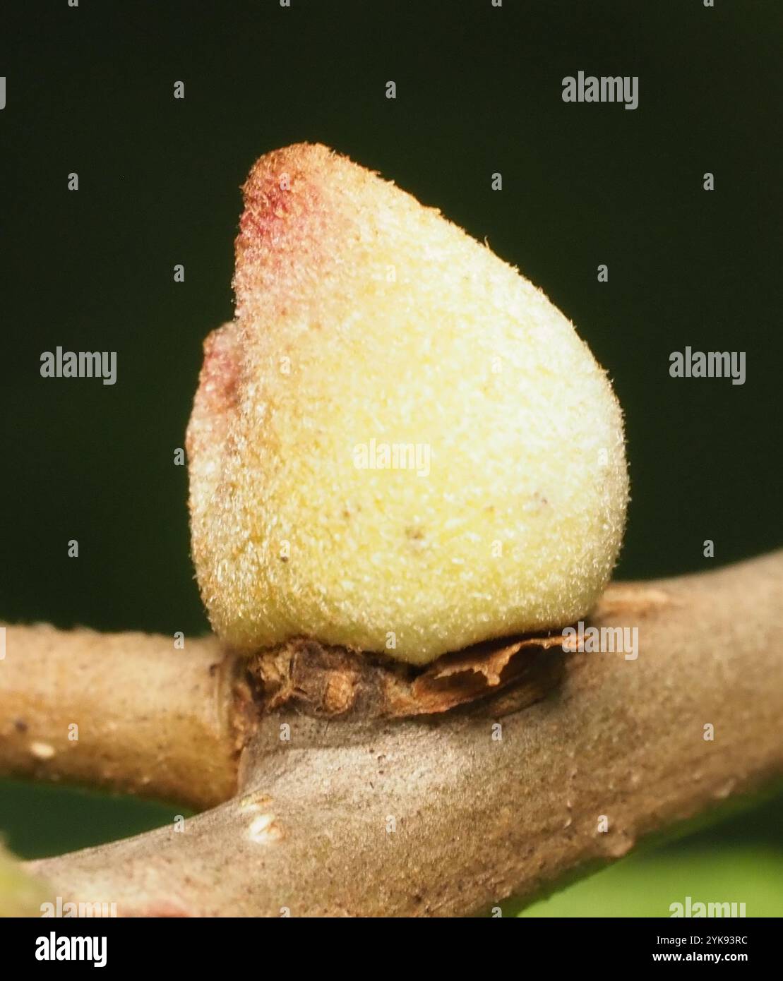 Oak Rough Bulletgall Wasp (Disholcaspis quercusmamma Stock Photo - Alamy