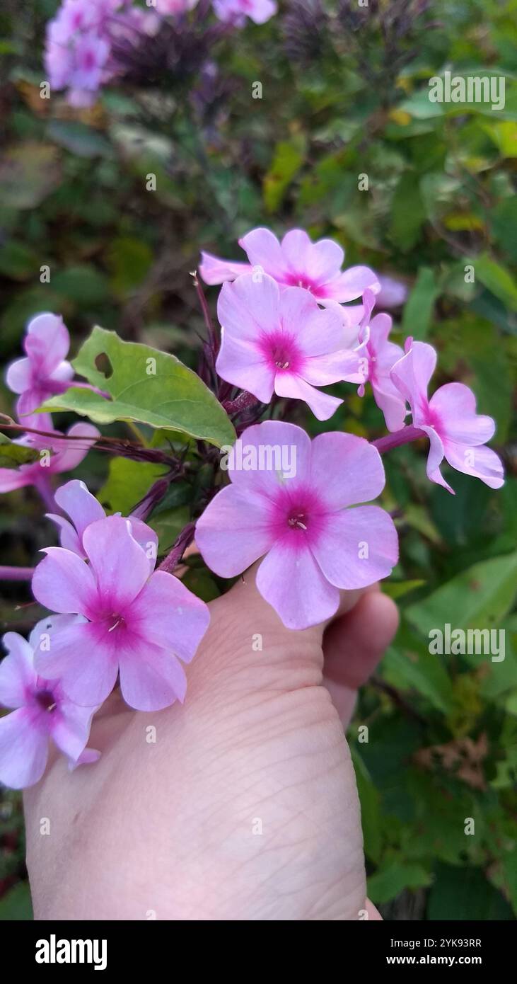 fall phlox (Phlox paniculata Stock Photo - Alamy