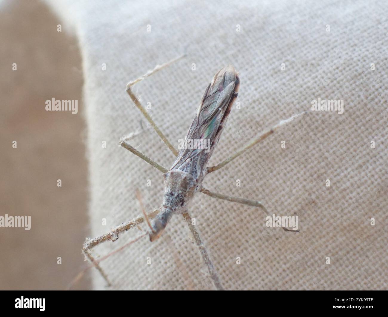 Four-spurred Assassin Bug (Zelus tetracanthus Stock Photo - Alamy Four-spurred Assassin Bug (Zelus tetracanthus Stock Photo - Alamy