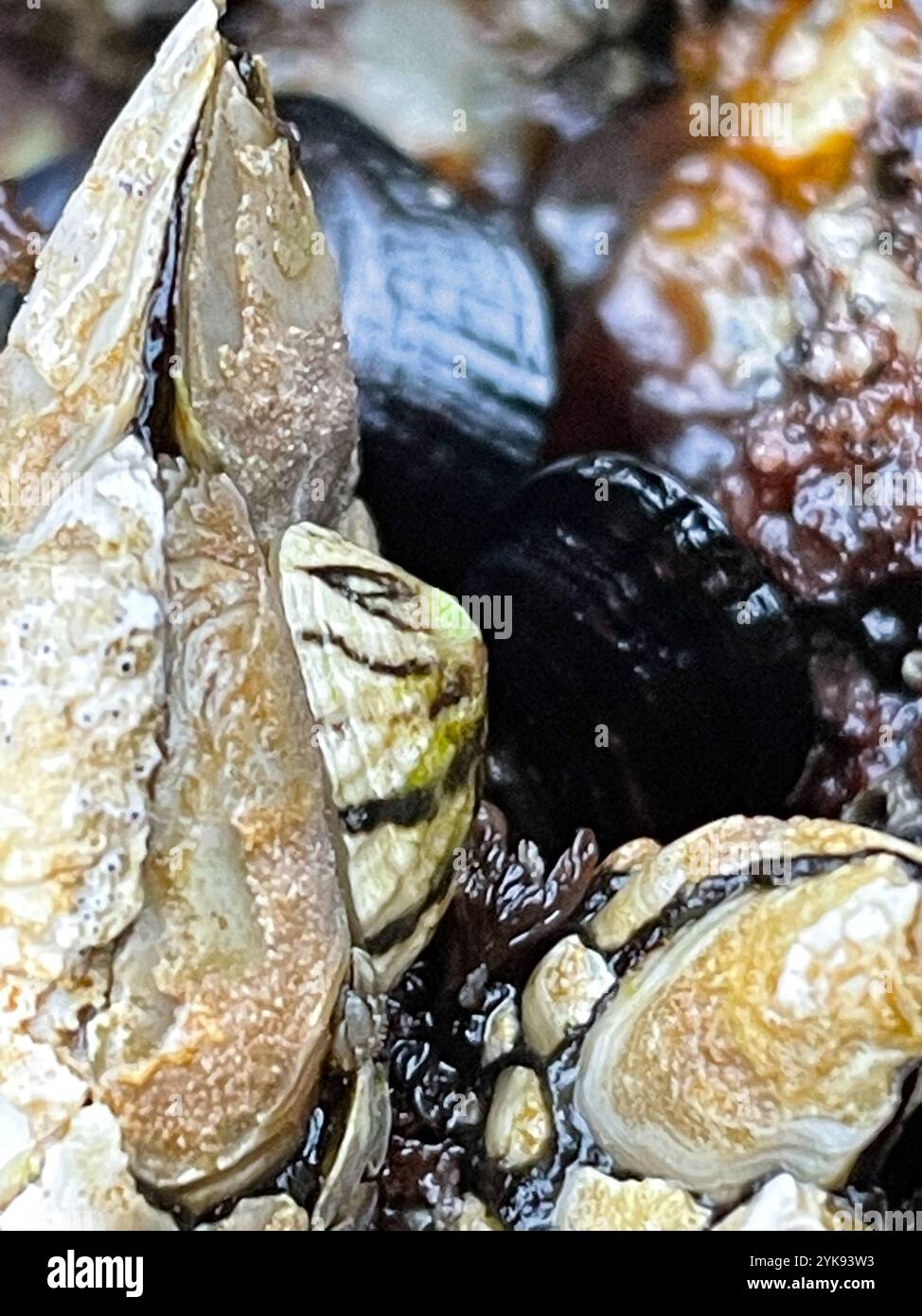 Southern Finger Limpet (Lottia austrodigitalis Stock Photo - Alamy