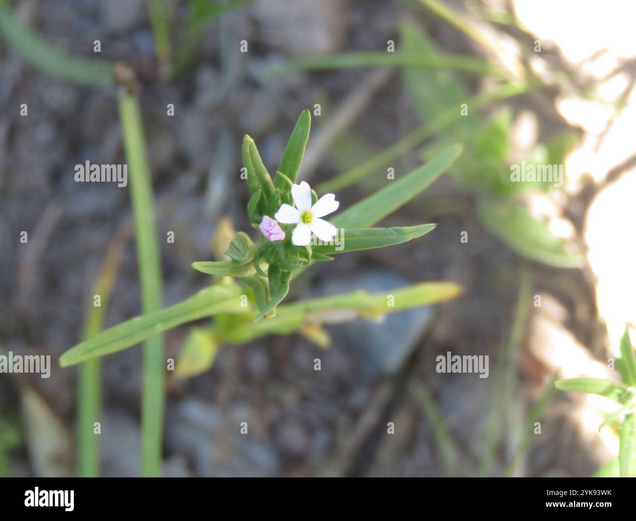 slender phlox (Microsteris gracilis Stock Photo - Alamy