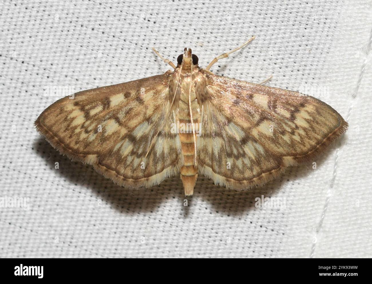 Bold-feathered Grass Moth (Herpetogramma pertextalis Stock Photo - Alamy