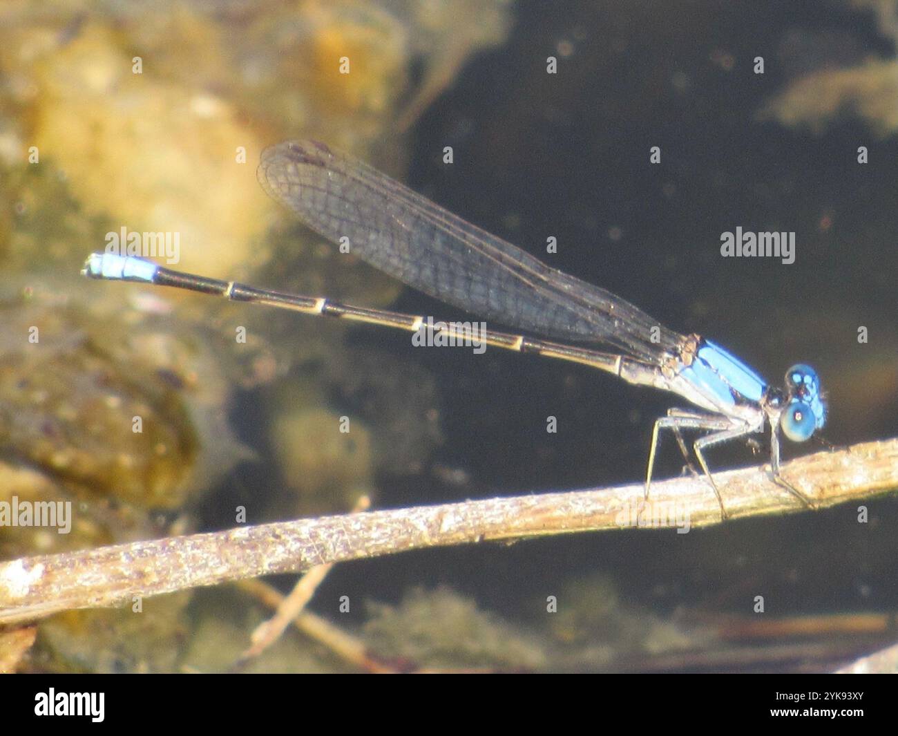 Blue-fronted Dancer (Argia apicalis Stock Photo - Alamy