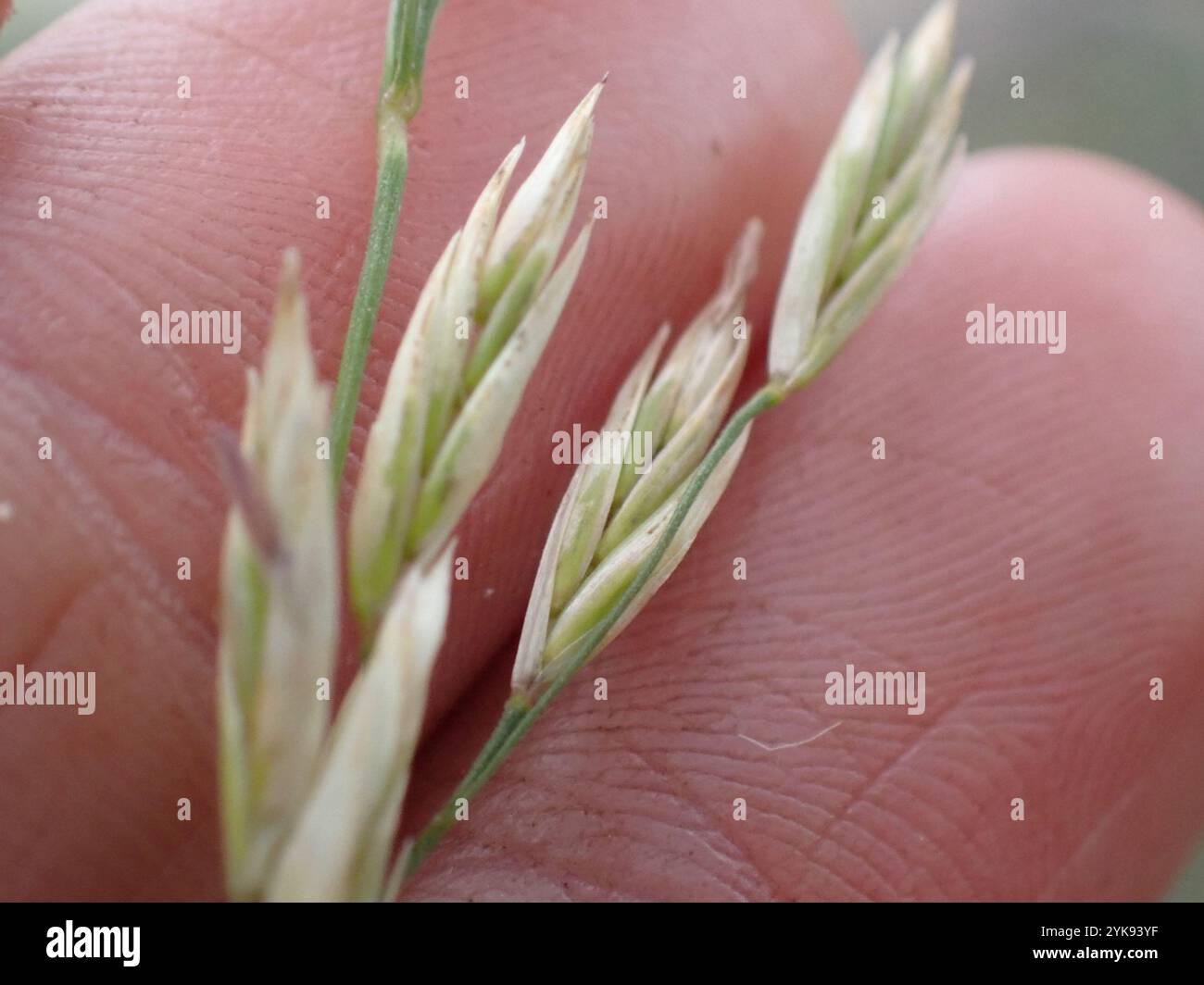 Rough fescue hi-res stock photography and images - Alamy
